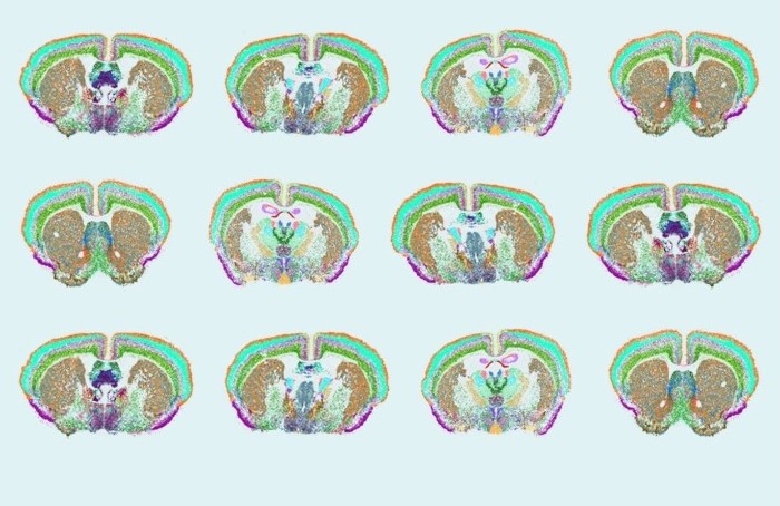 Scientists Unveil Complete Cell Map of a Whole Mammalian Brain - National Institute of Mental ...